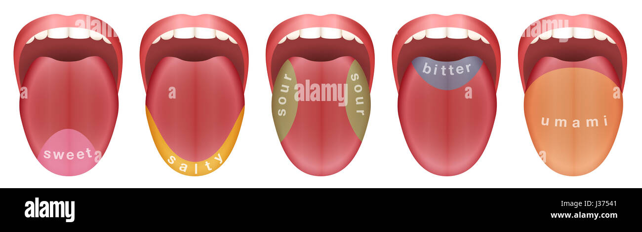 Langue avec cinq papilles zones - sucré, salé, acide, amer et umami ...