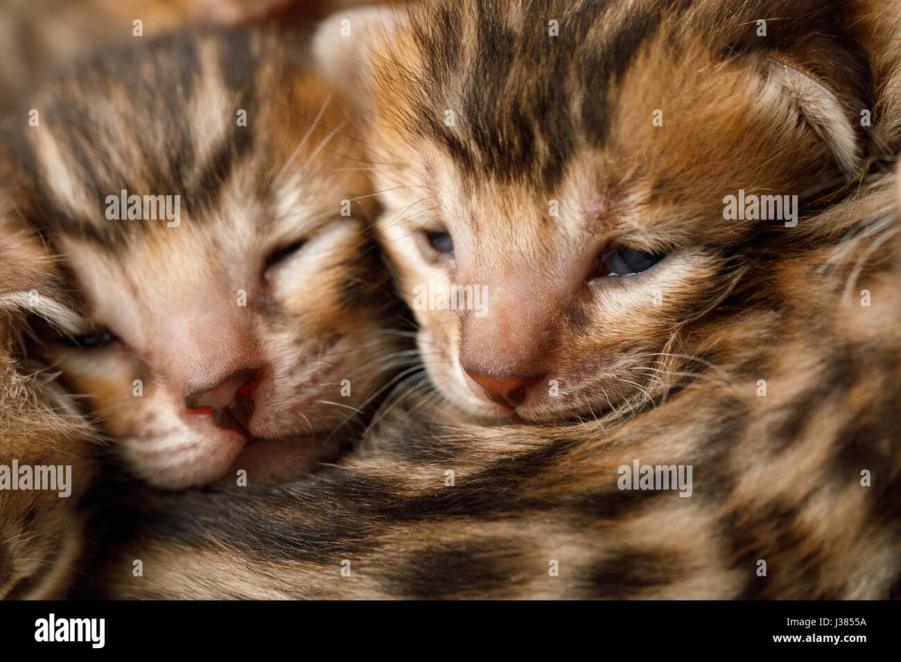 Chatons nouveaux nés Banque de photographies et d’images à haute ...