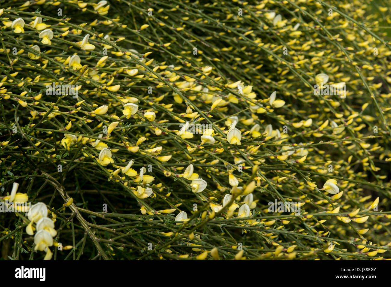 Cytisus praecox Banque de photographies et d’images à haute résolution ...