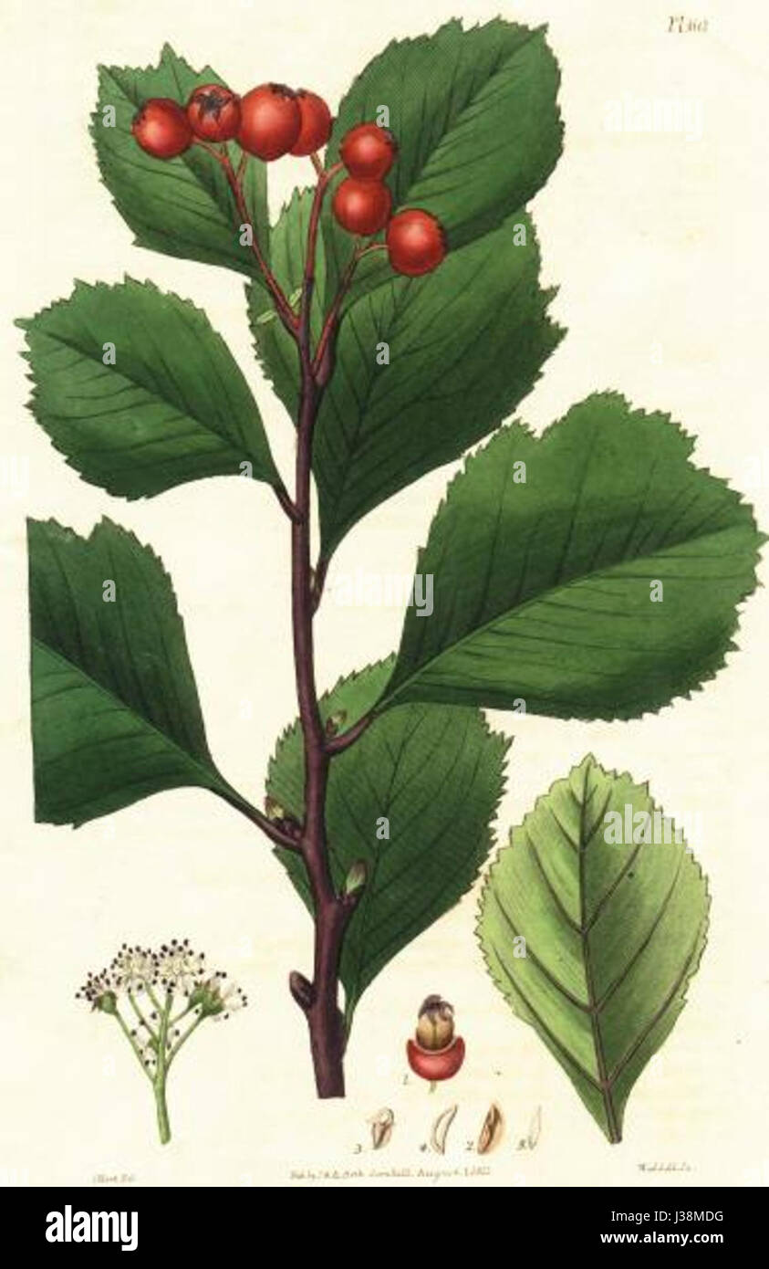 Crataegus sanguinea Banque de photographies et d’images à haute ...