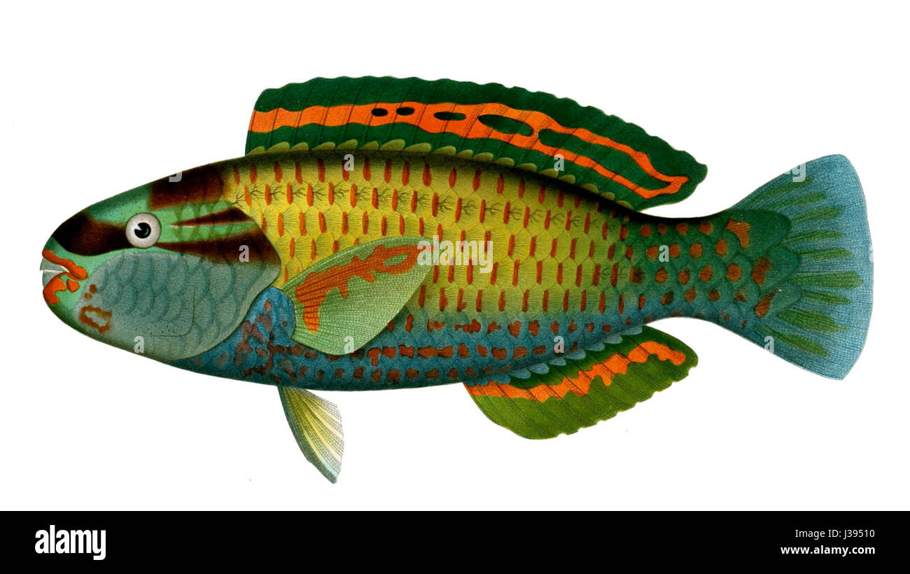 Chlorurus japanensis Banque de photographies et d’images à haute ...