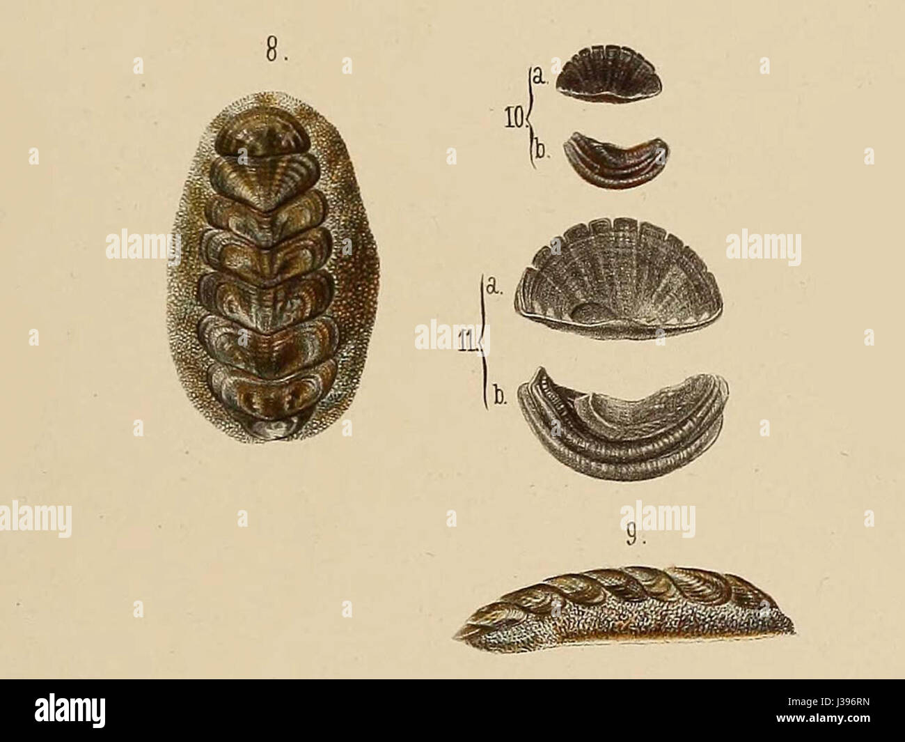 Chiton japonicus Banque de photographies et d’images à haute résolution ...