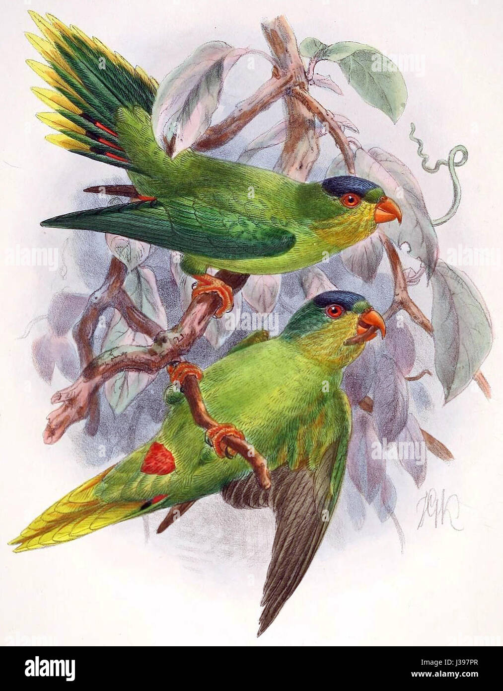 Charmosyna diadema Banque de photographies et d’images à haute résolution - Alamy