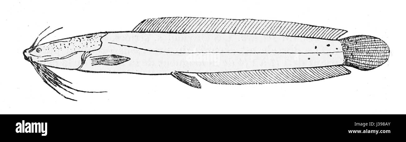 Clarias camerunensis est une espèce de poisson-chat originaire d ...