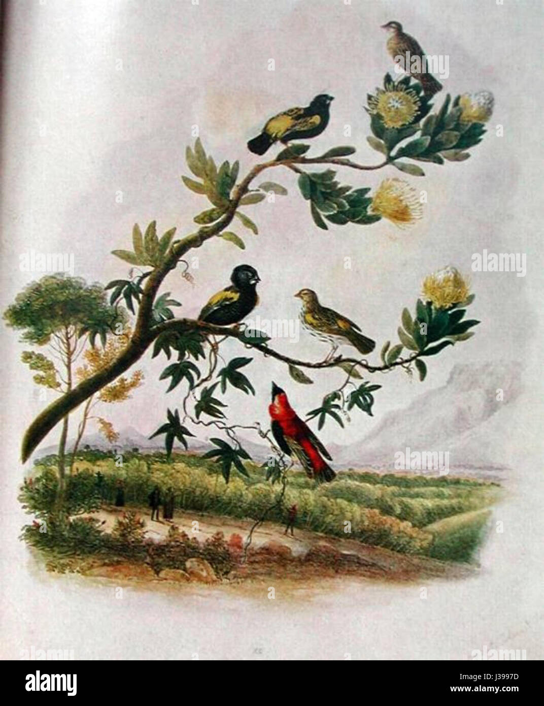 Mappa di webb Banque de photographies et d’images à haute résolution ...