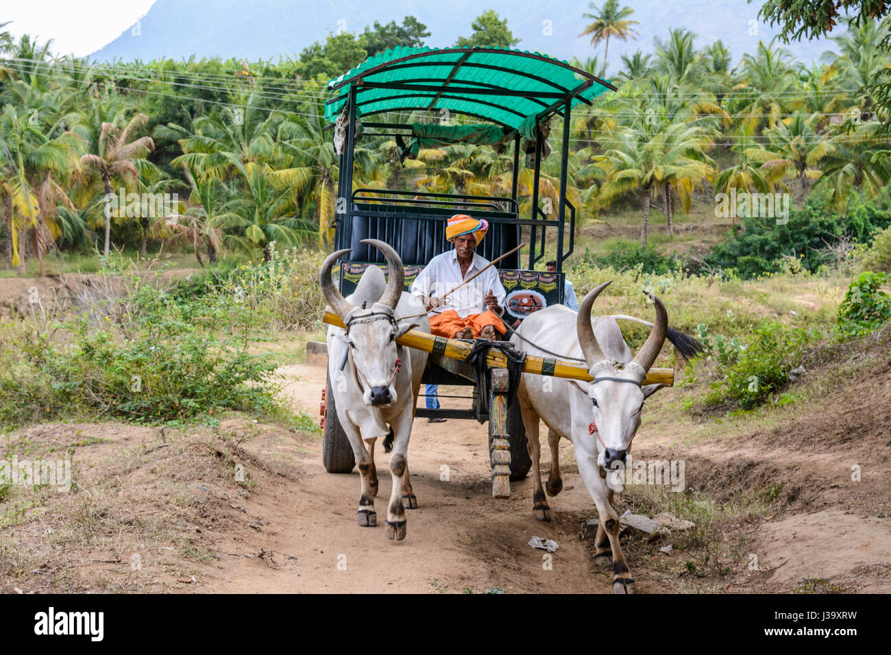 Bœufs et charrette Banque de photographies et d’images à haute résolution - Alamy
