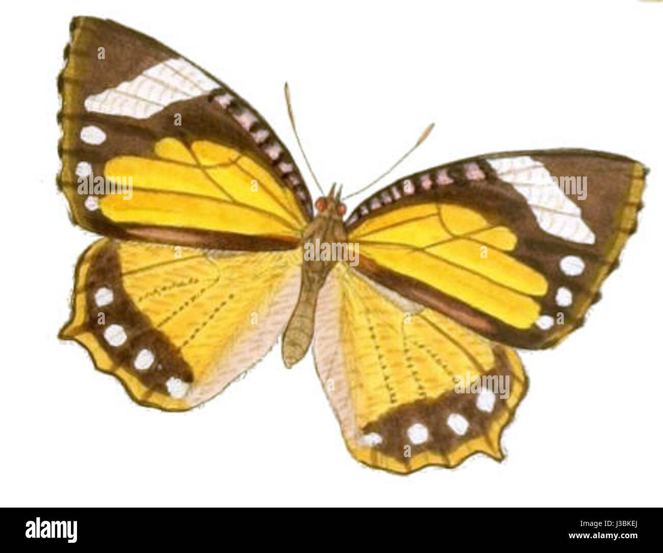 Elymnias fraterna est une espèce de papillon de la famille des ...