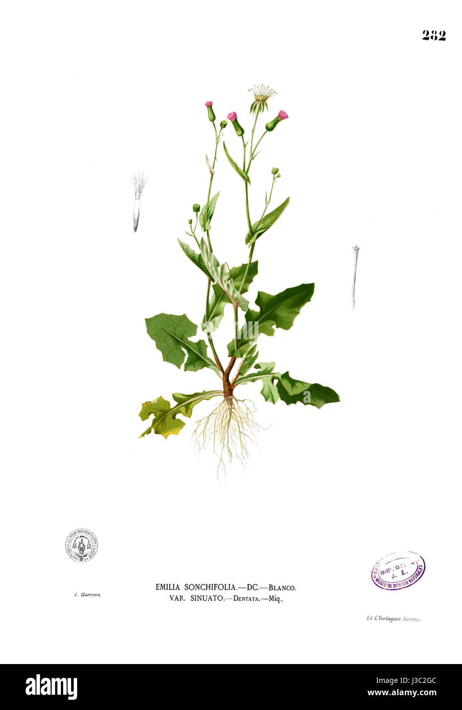 Emilia sonchifolia Banque de photographies et d’images à haute ...