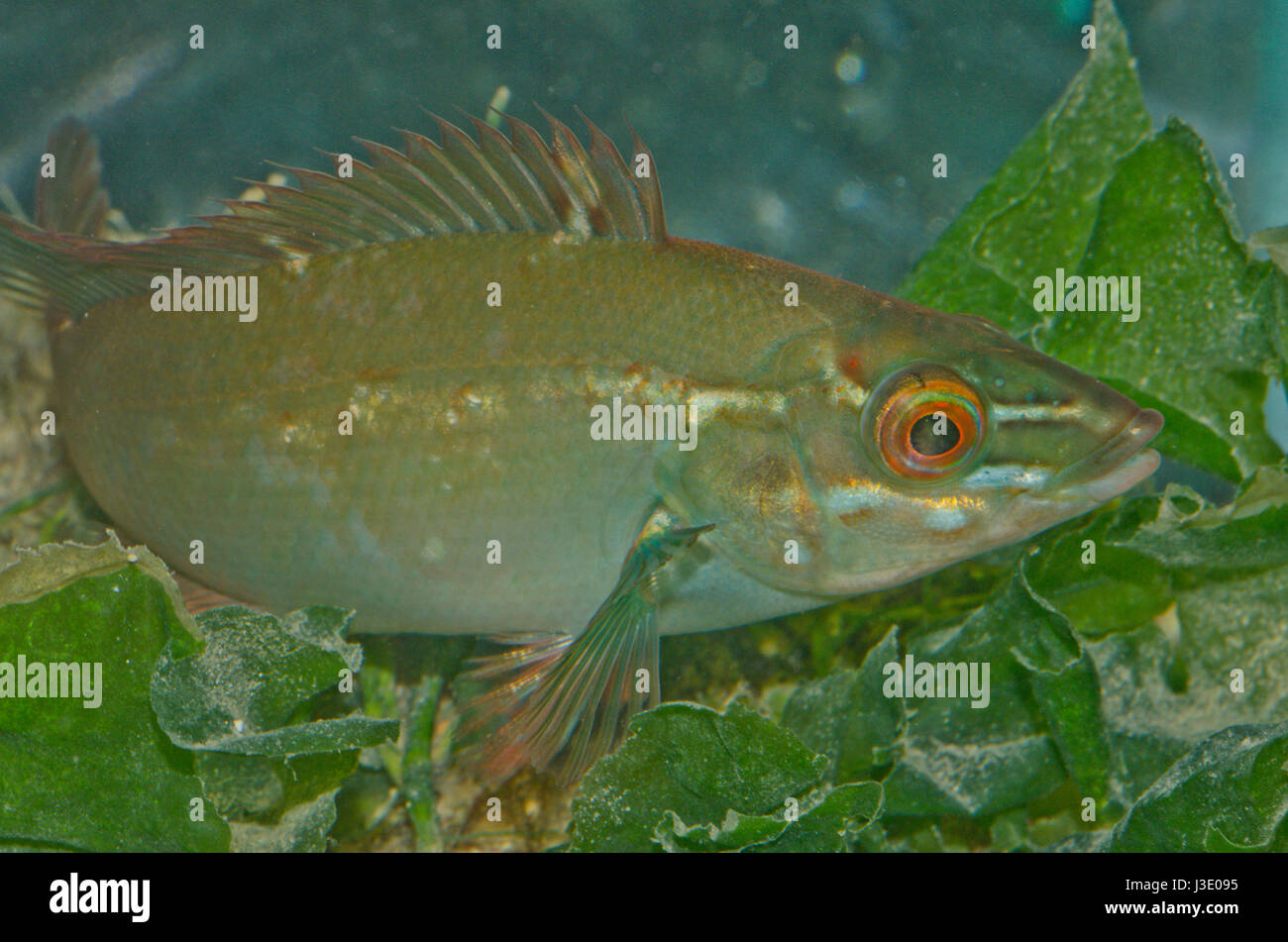Ballan wrasse fish Banque de photographies et d’images à haute ...