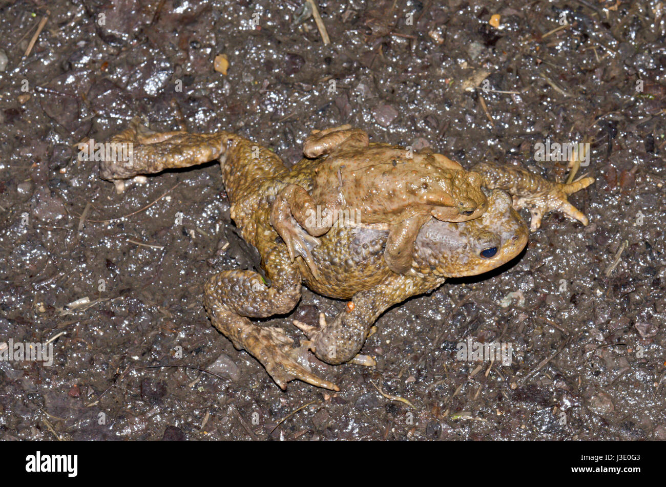 Crapaud commun bufo bufo amplexus Banque de photographies et d’images à ...