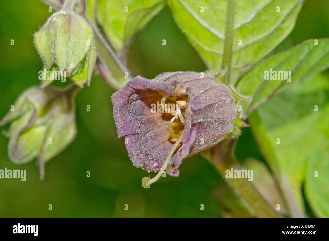 Deadly nightshade belladonna flower Banque de photographies et d’images ...