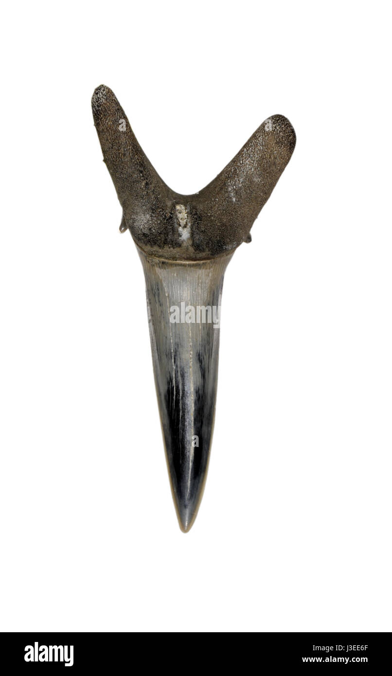 Fossiles De Dents De Requin Banque d'images détourées - Alamy