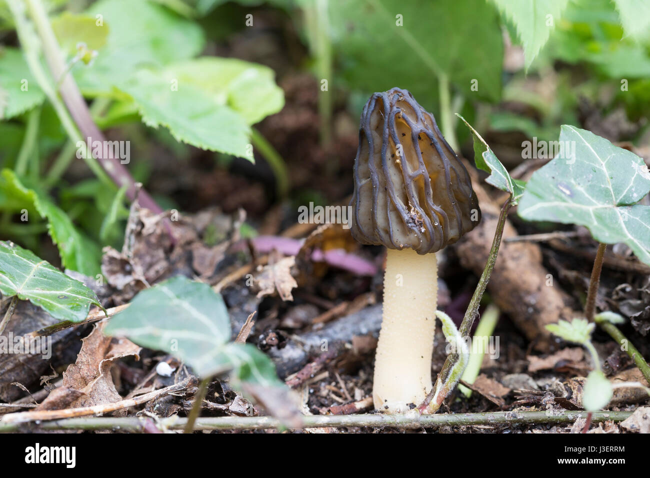 Morchella semilibera Banque de photographies et d’images à haute ...