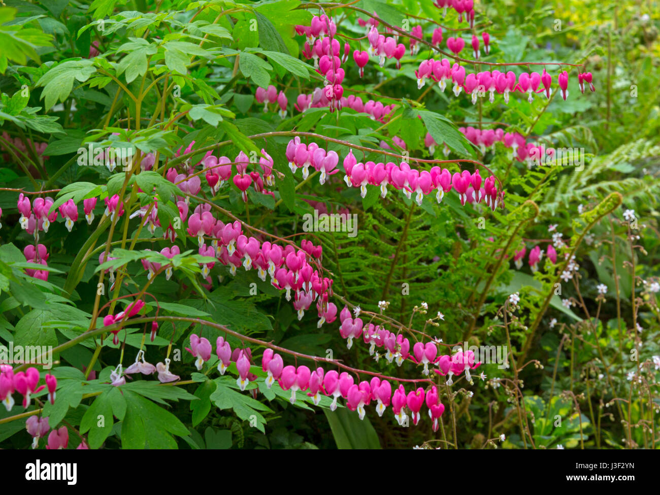 Plante coeur saignant rouge Banque de photographies et d’images à haute ...