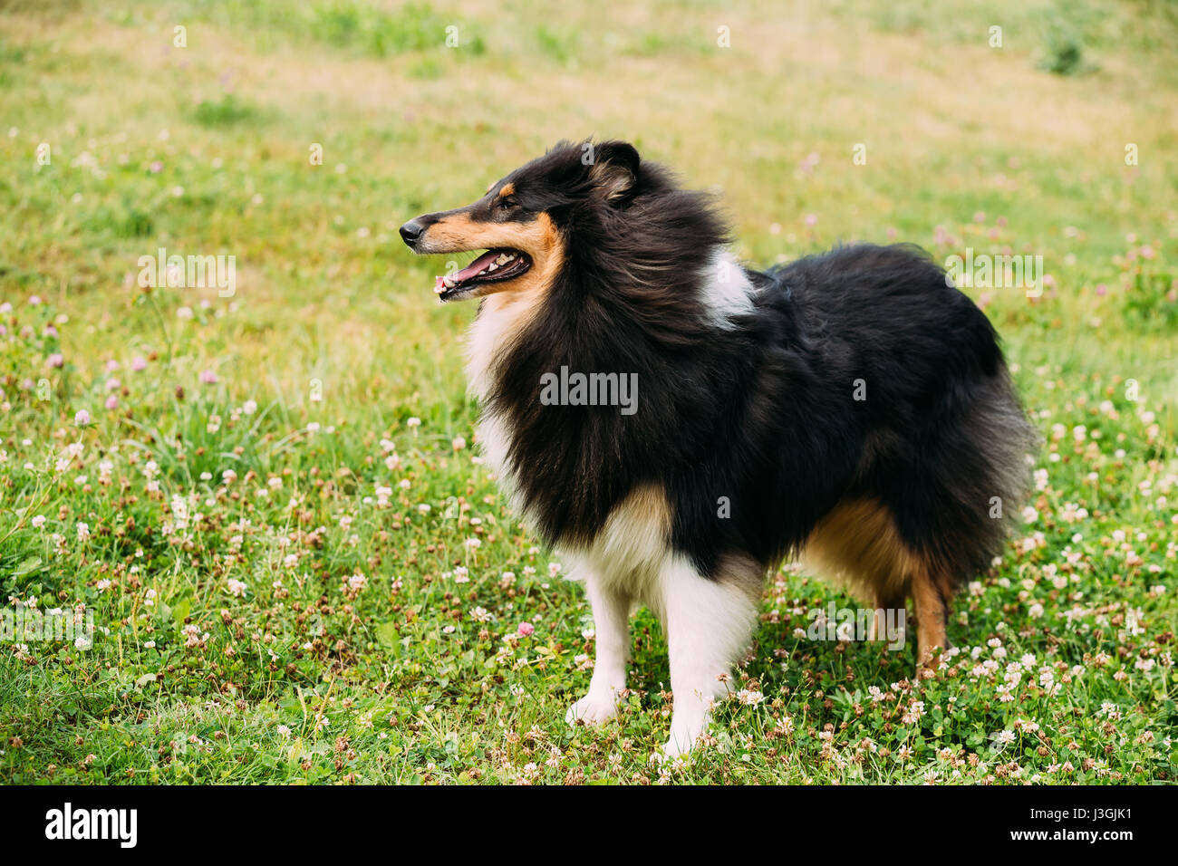 Le drapeau tricolore, Colley, Colley écossais Long-Haired Collie ...