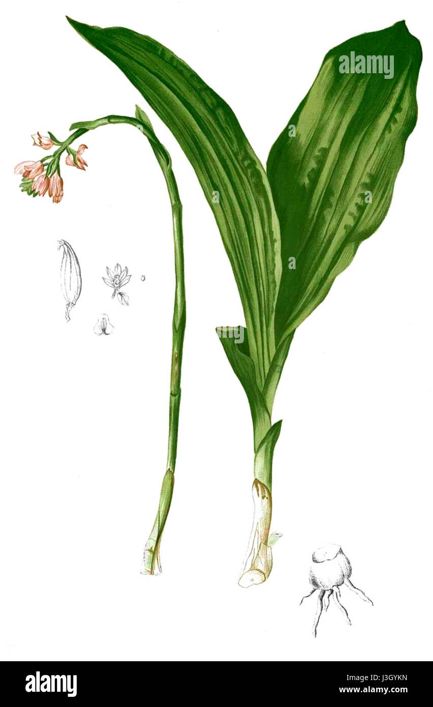 Geodorum densiflorum Banque de photographies et d’images à haute ...