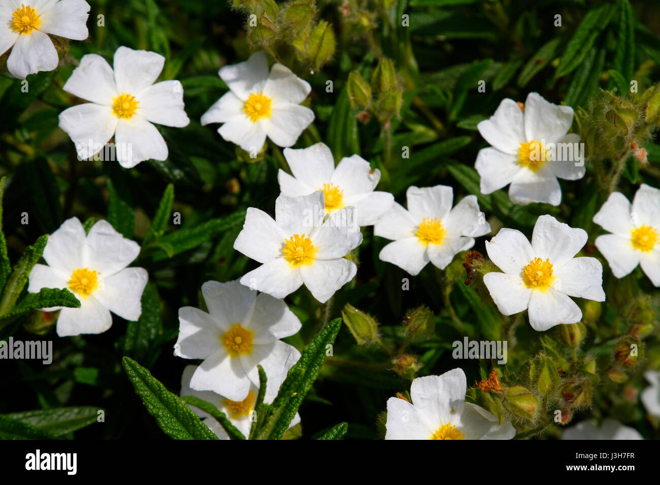 National flower of croatia Banque de photographies et d’images à haute ...