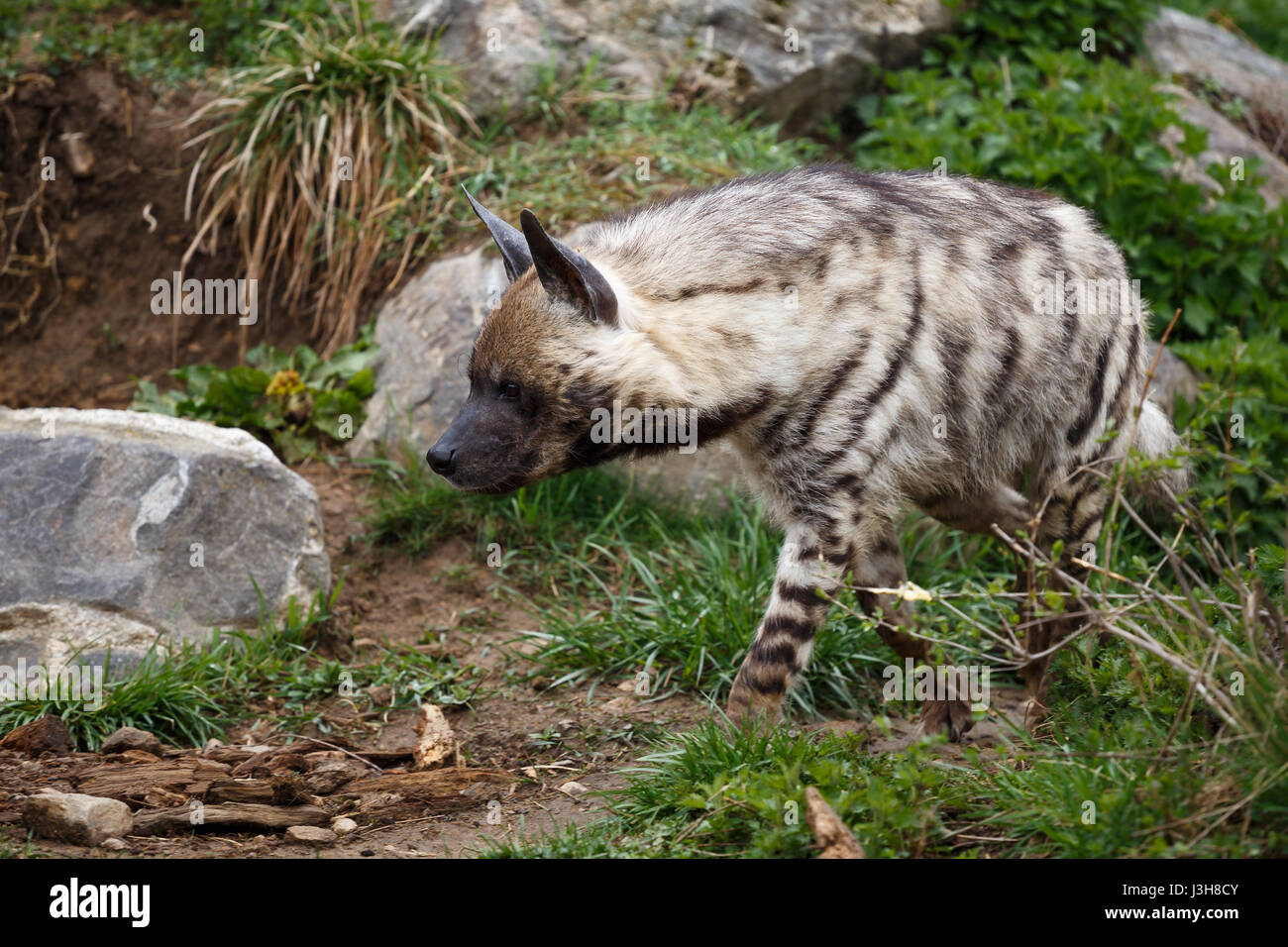 Hyène rayé Banque de photographies et d’images à haute résolution - Alamy