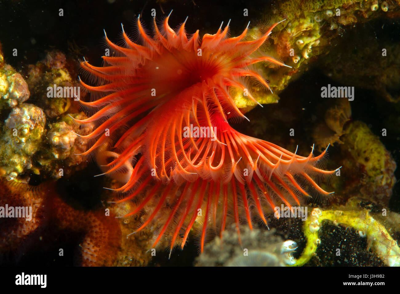 Serpula vermicularis, connu par noms communs y compris les calcaires ...