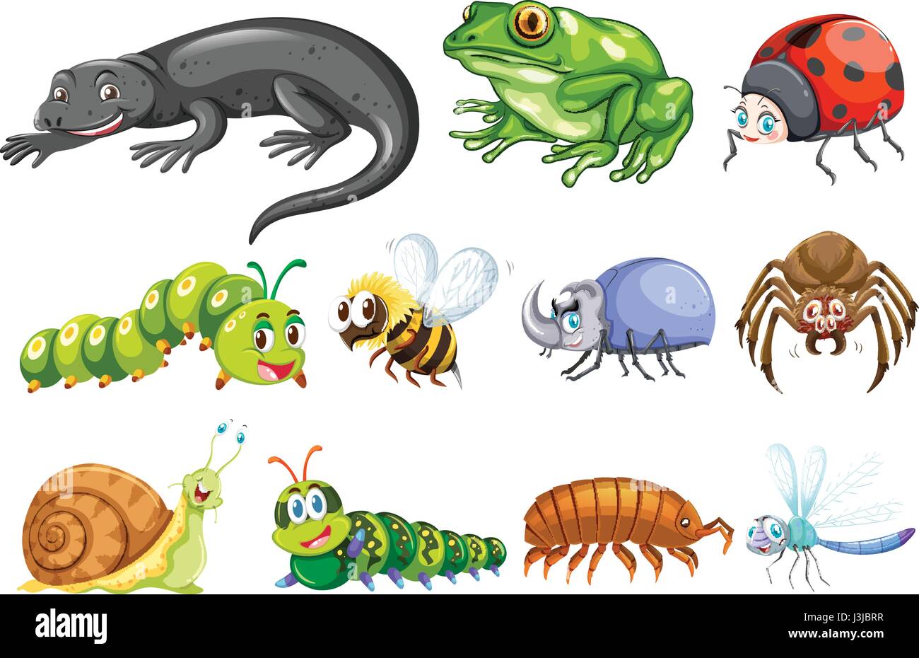 Différents types d'insectes illustration Image Vectorielle Stock - Alamy