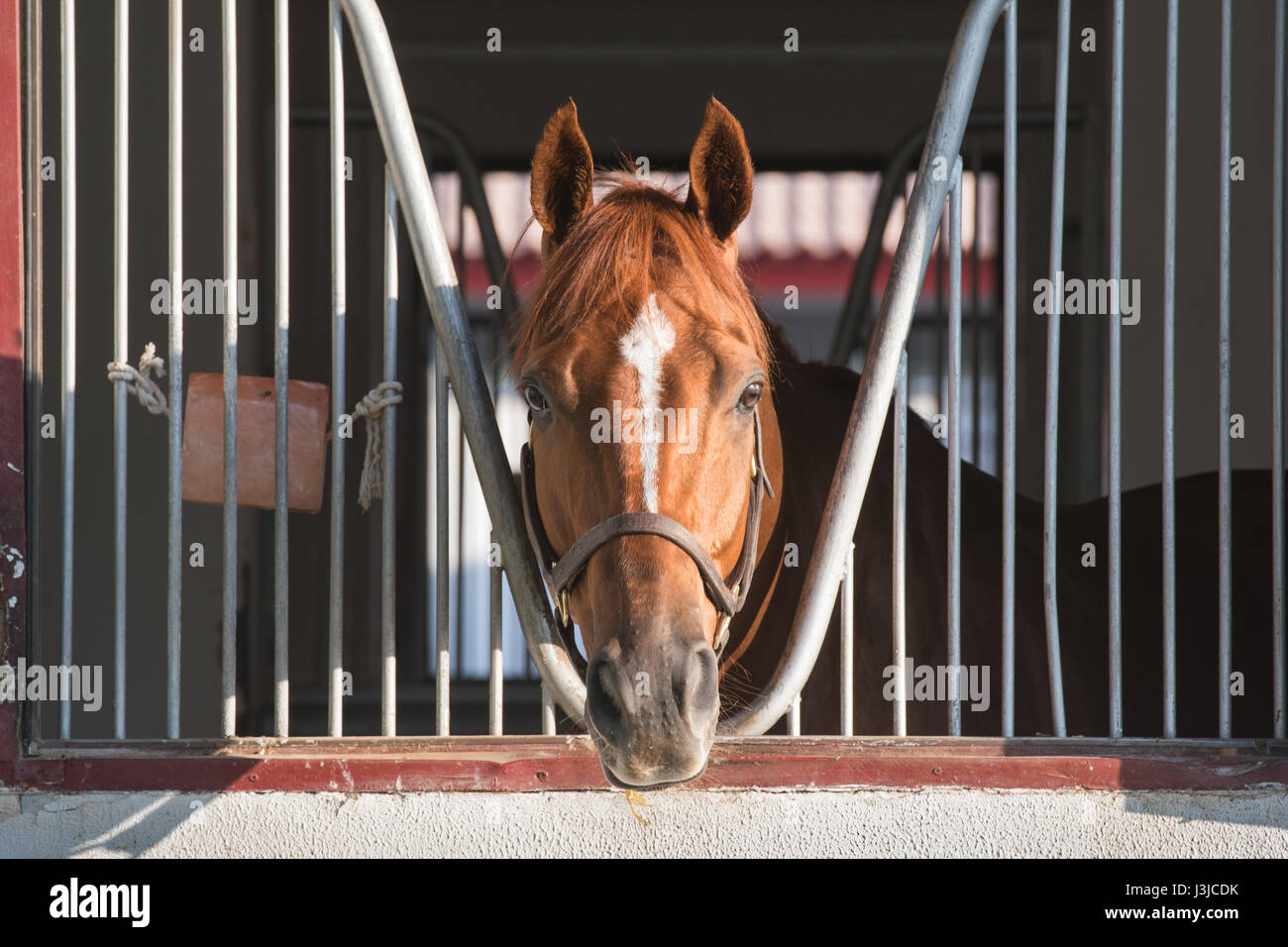 Zabeel racing stables Banque de photographies et d’images à haute ...