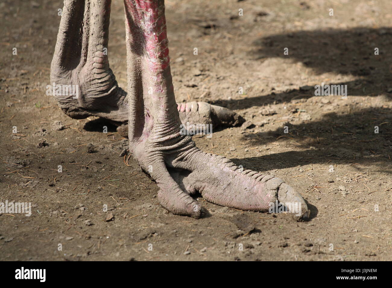 Ostrich feet Banque de photographies et d’images à haute résolution - Alamy