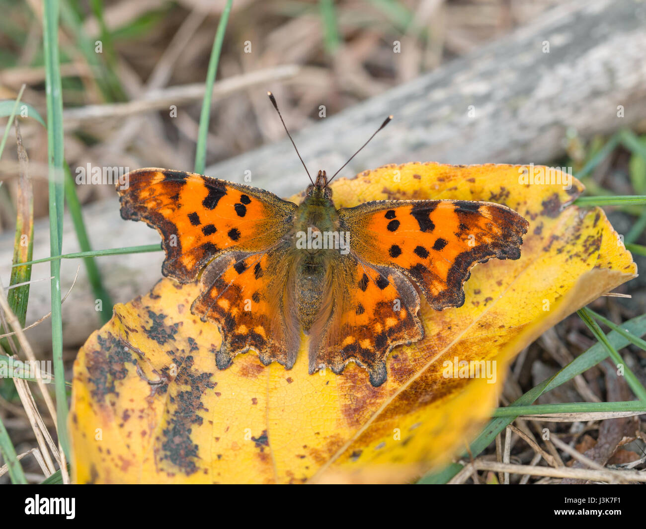 Virgule verte Banque de photographies et d’images à haute résolution ...