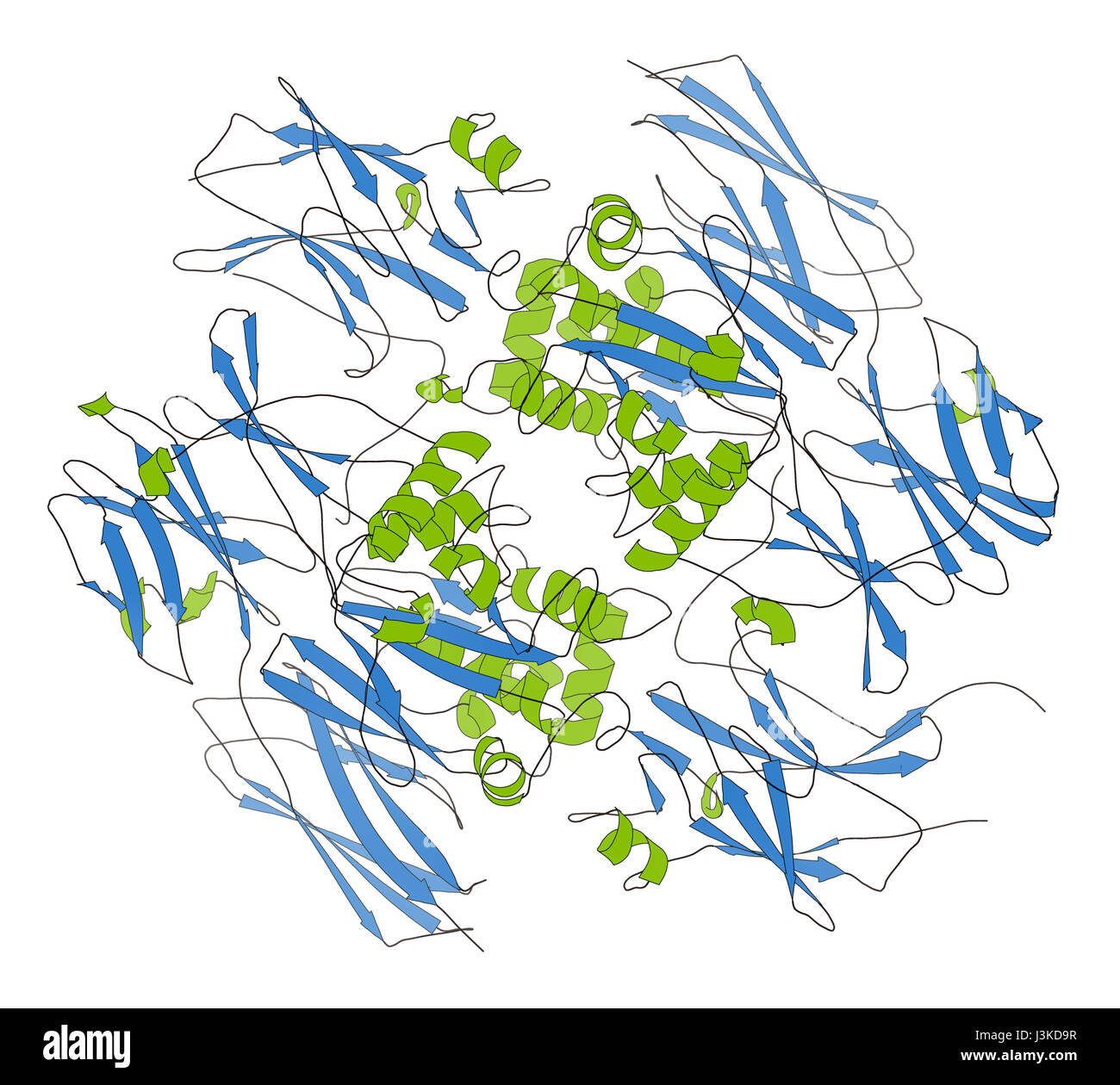 Facteur XIII de coagulation (FXIII, sous-unités), une structure ...