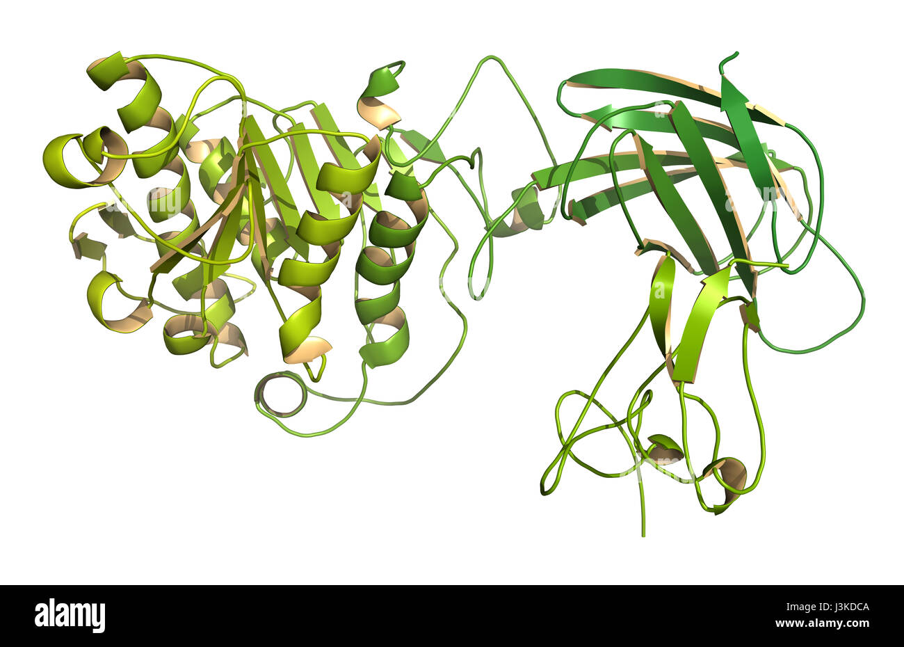 La lipase pancréatique humaine (HPL) enzyme, en complexe avec colipase ...