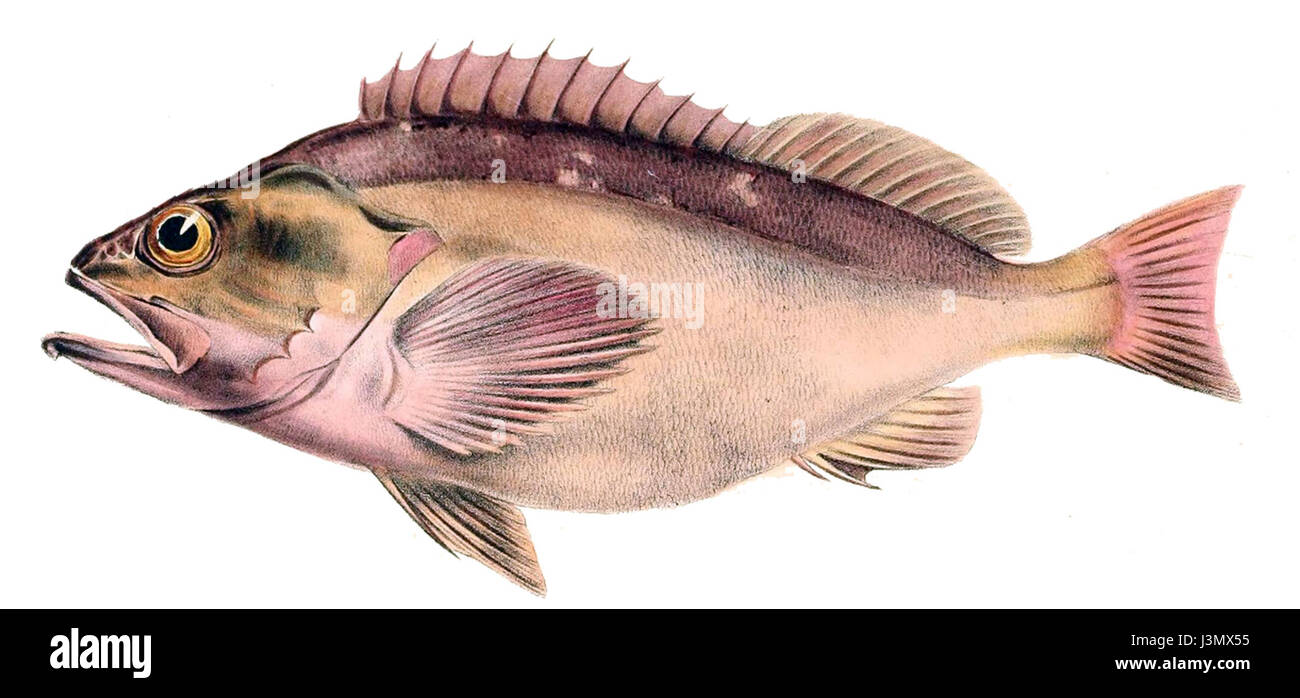 Helicolenus dactylopterus Banque de photographies et d’images à haute ...