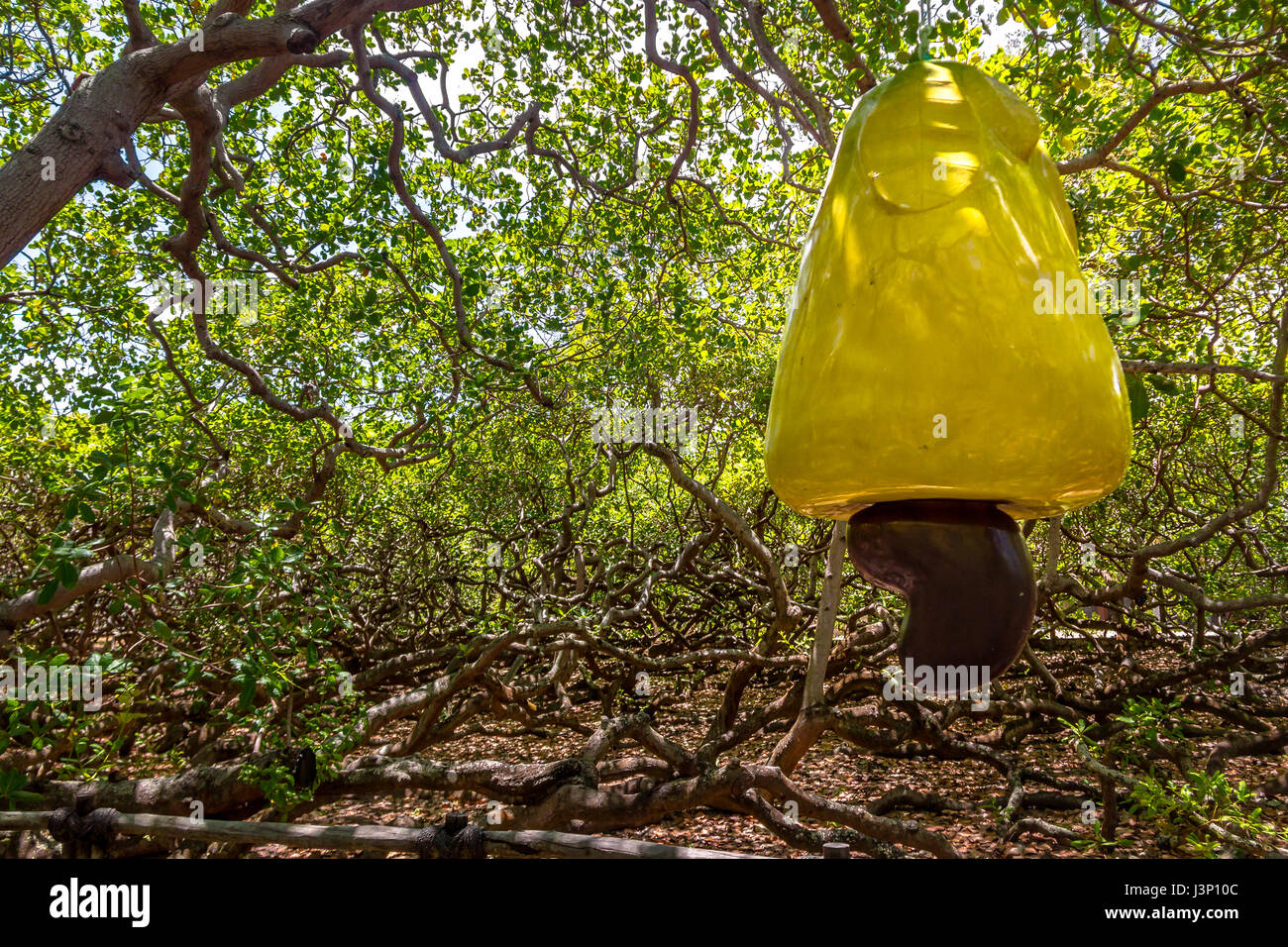 Noix de cajou en croissance Banque de photographies et d’images à haute ...