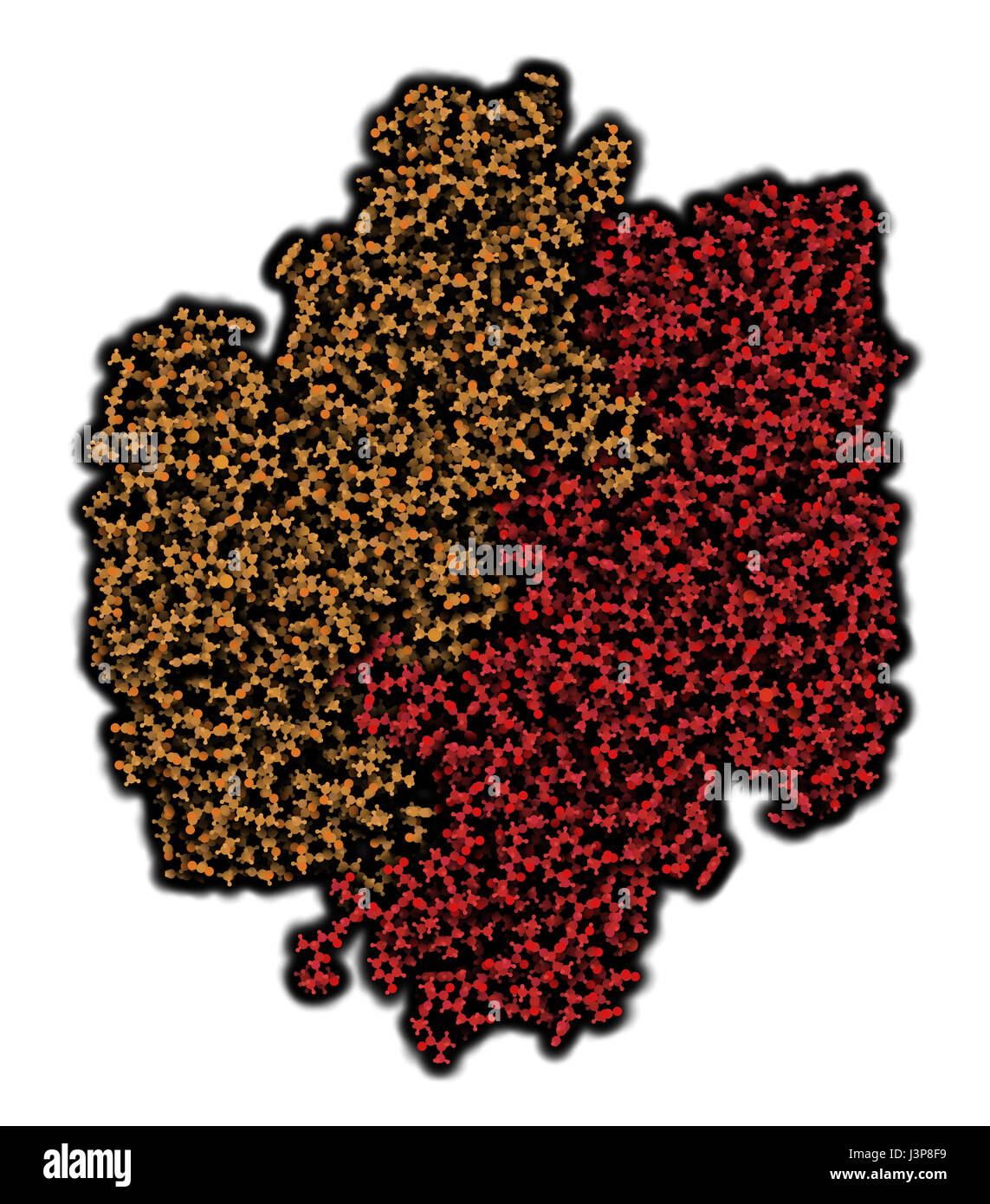 Facteur XIII de coagulation (FXIII, sous-unités), une structure ...