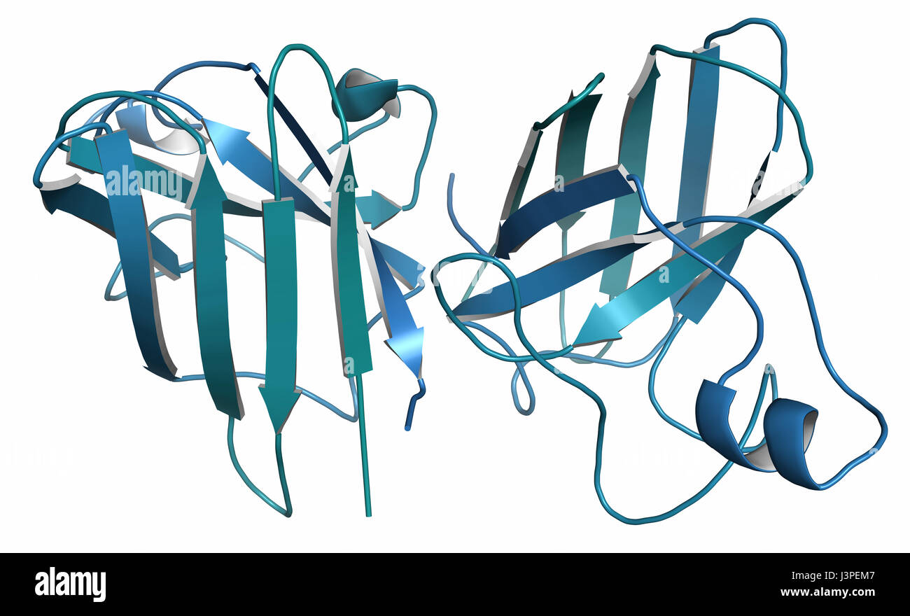 La superoxyde dismutase 1 (SOD1). Convertit le radical superoxyde en ...