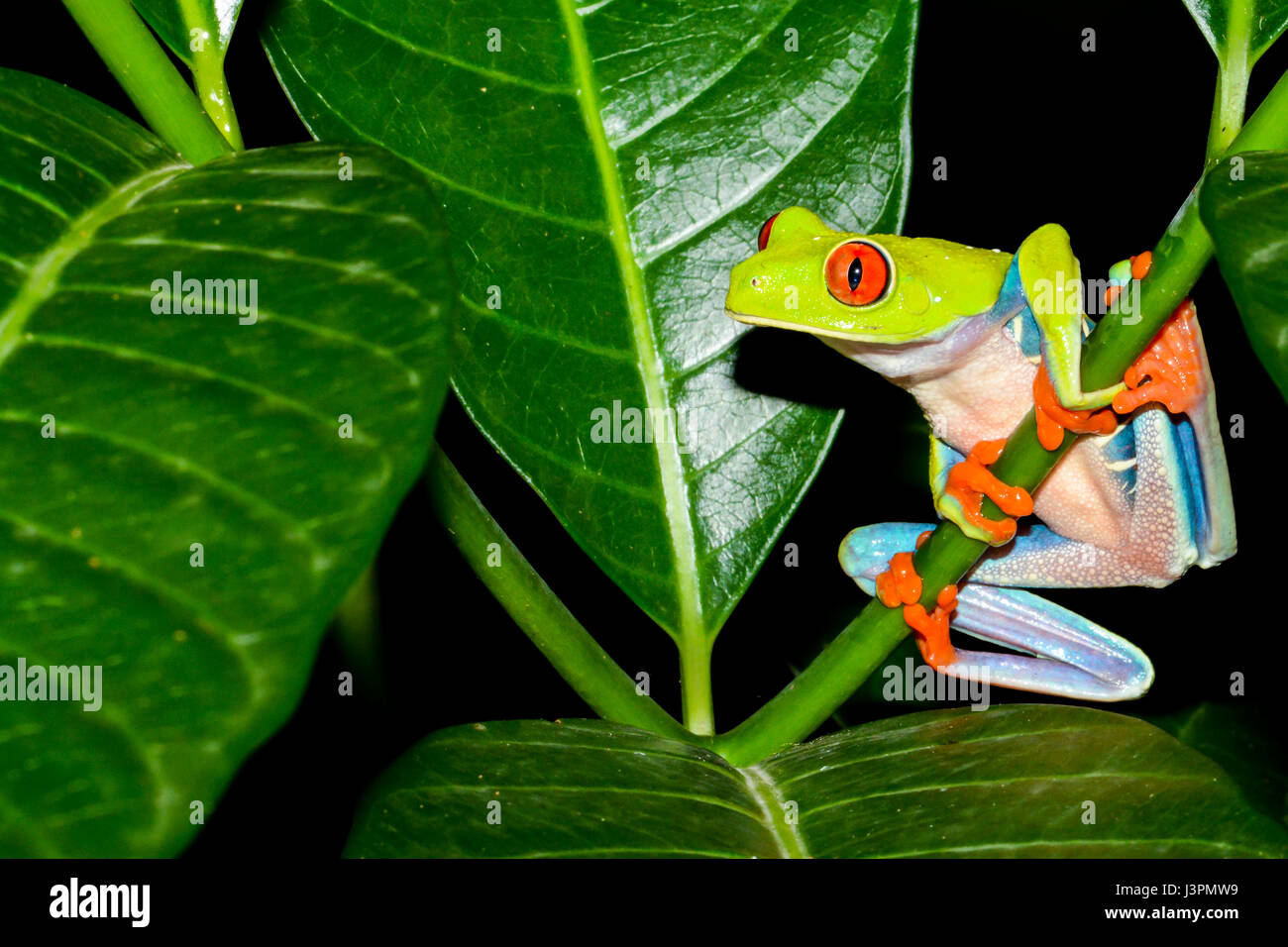 Grenouille aux yeux rouges costa rica Banque de photographies et d ...