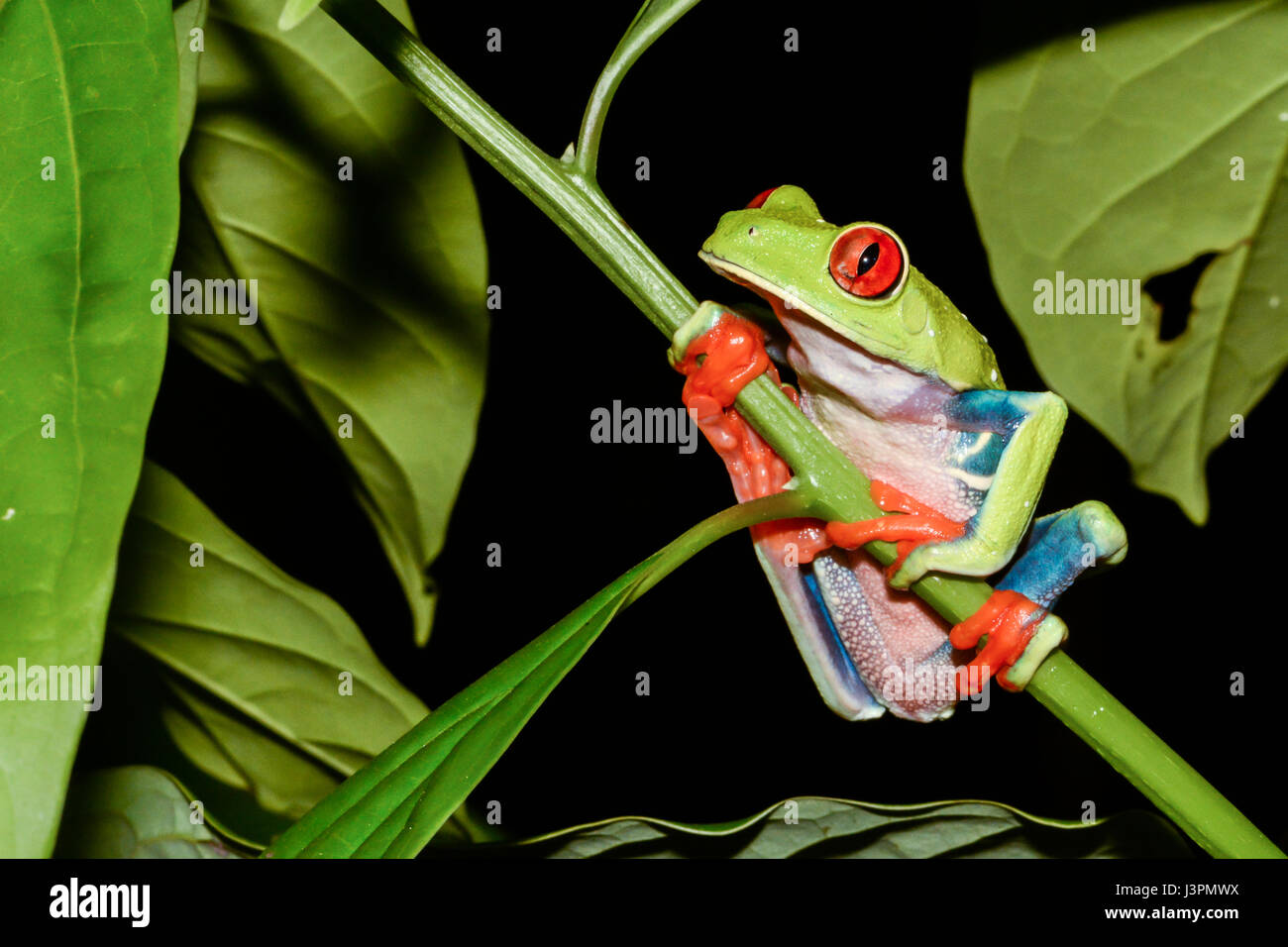 Arbre aux yeux rouges du costa rica Banque d'image et photos - Alamy
