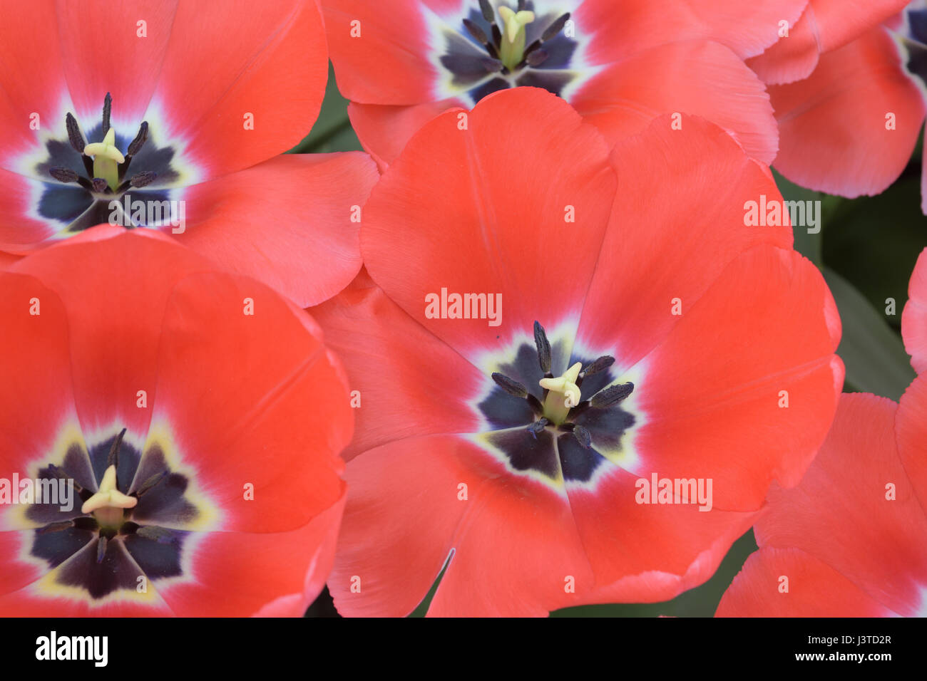 Production de tulipes Banque de photographies et d’images à haute ...