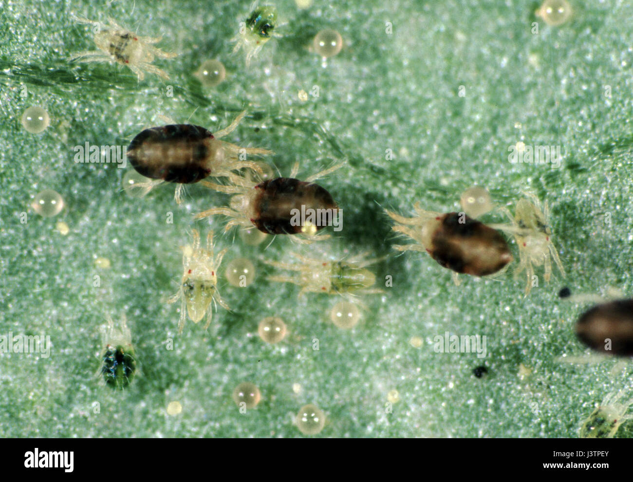 Red spider mite infestation tetranychus Banque de photographies et d ...