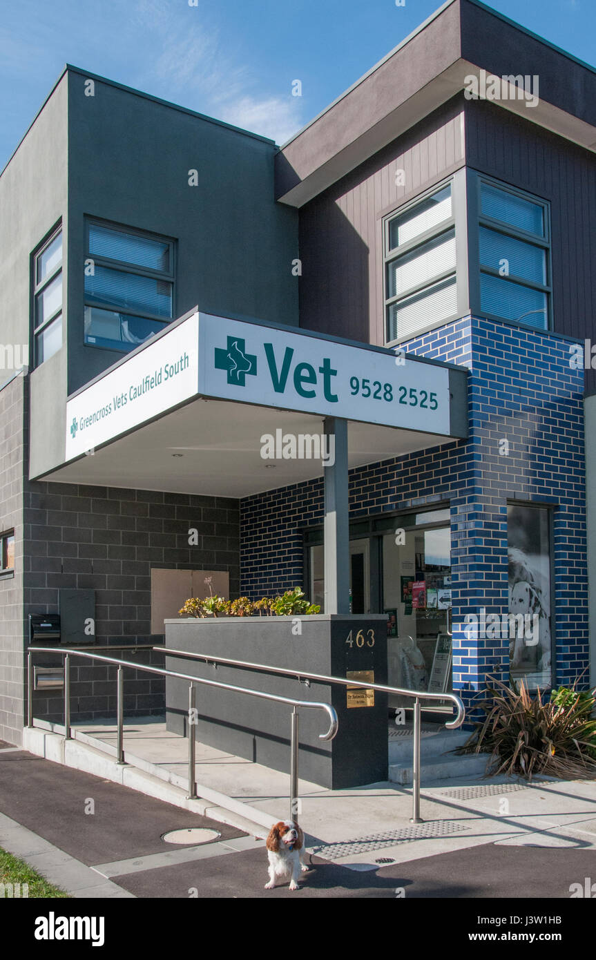 Veterinarian australia Banque de photographies et d’images à haute ...
