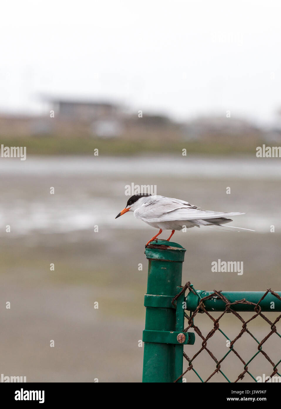 Une sterne chasse pour se nourrir Banque de photographies et d’images à ...
