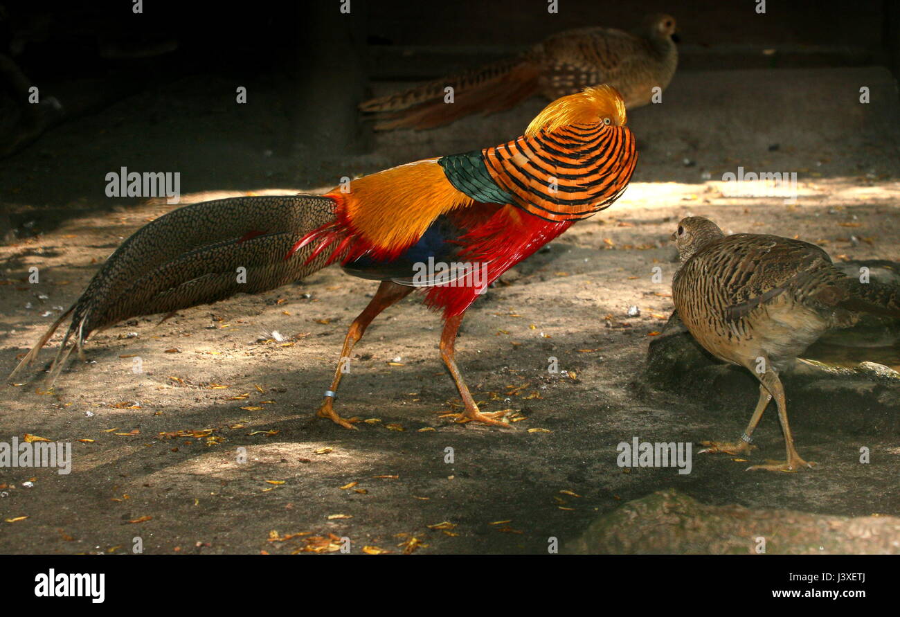 Couple de faisan Banque de photographies et d’images à haute résolution ...