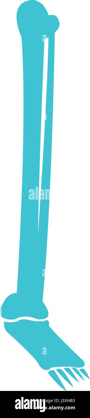 Anatomie de la jambe Banque d'images vectorielles - Alamy