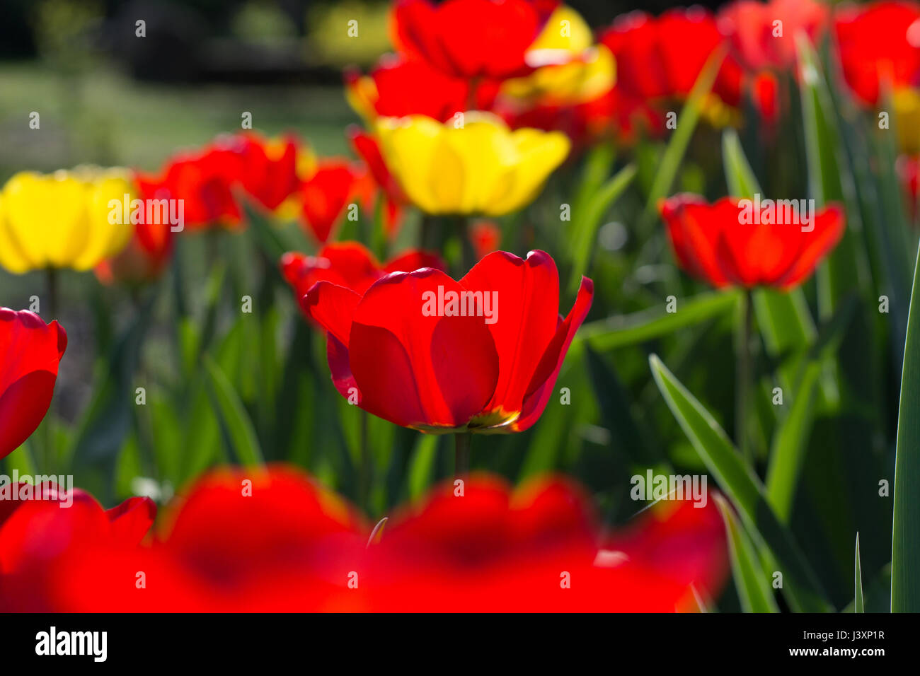 Paysage de fleurs jaunes et rouges Banque de photographies et d’images ...