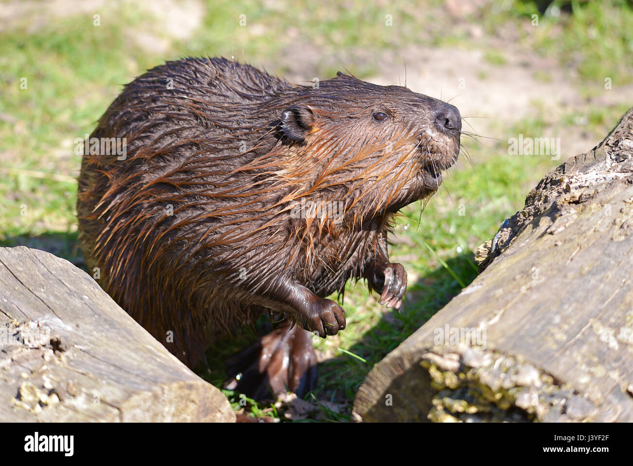 Castor canadien Banque de photographies et d’images à haute résolution ...