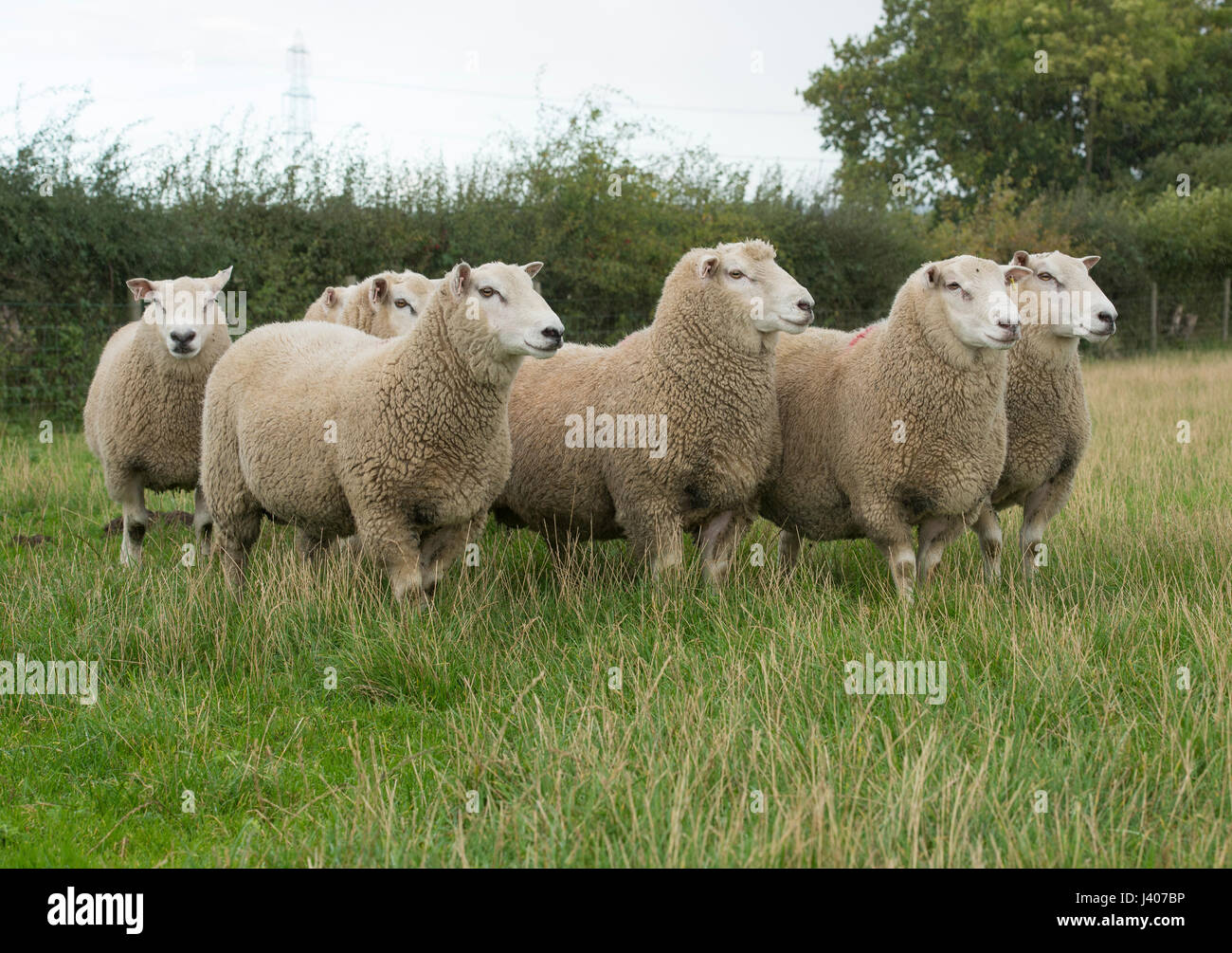 Yorkshire rams Banque de photographies et d’images à haute résolution ...