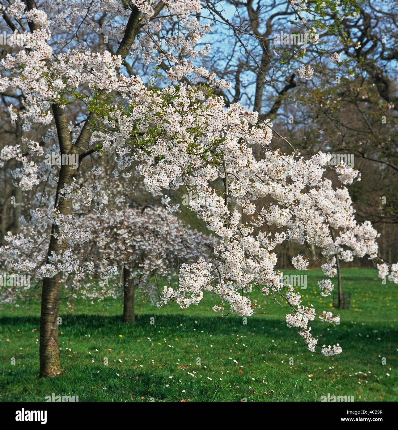 Prunus x yedoensis shidare yoshino Banque de photographies et d’images ...