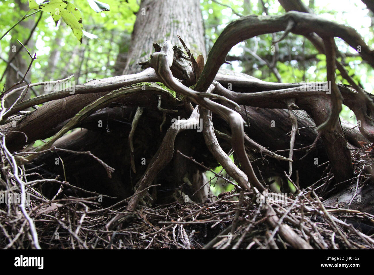 Arbre mort au sol Banque de photographies et d’images à haute ...