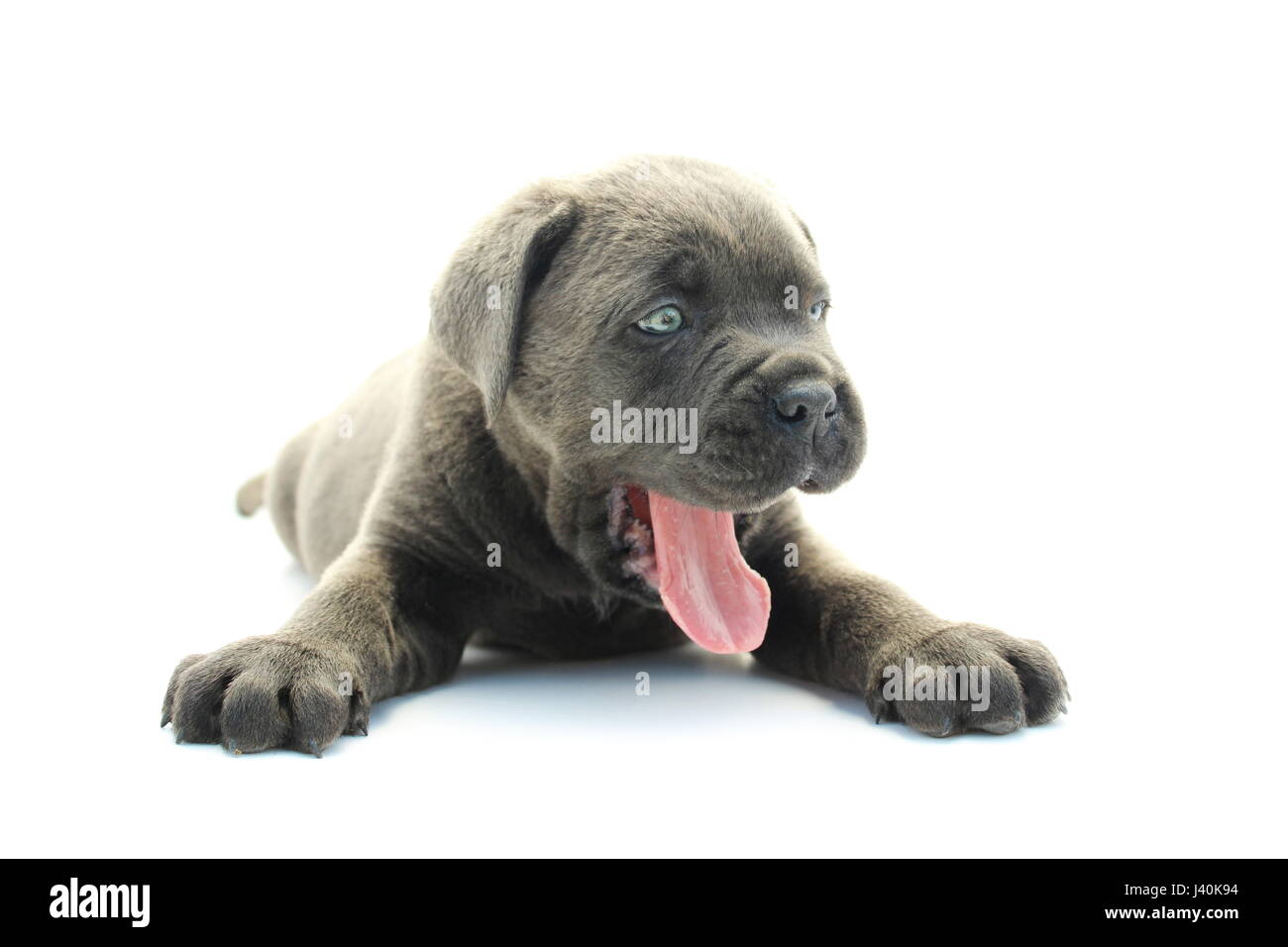 Dog Cane Corso Italian Molosser Banque d'image et photos - Alamy
