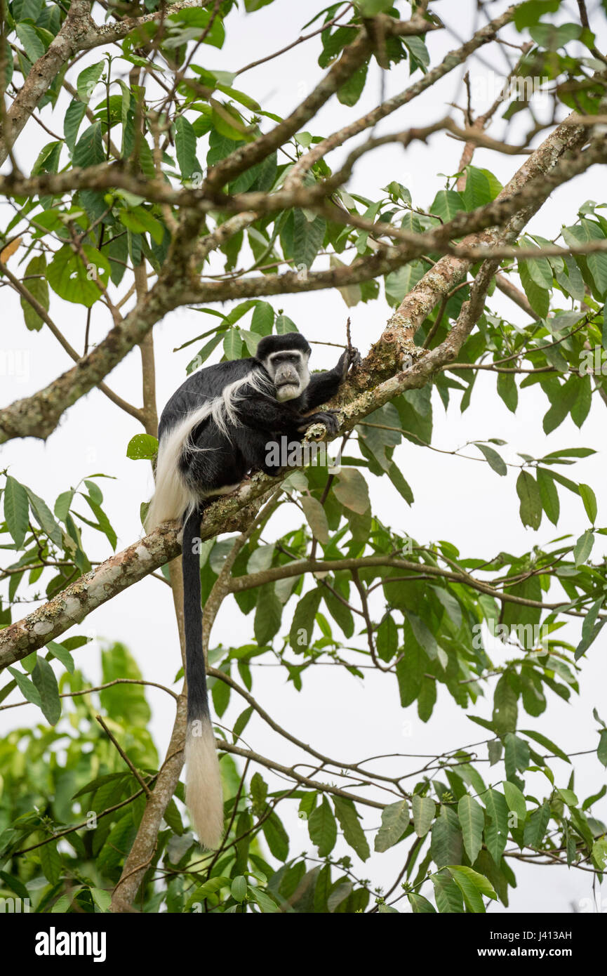 Singe de colobus grimpant Banque de photographies et d’images à haute ...