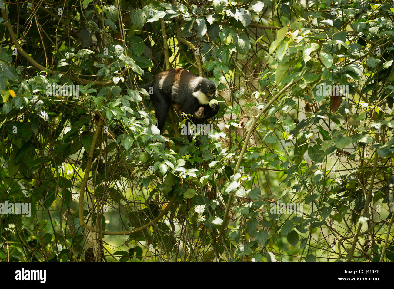 Singe de colobus grimpant Banque de photographies et d’images à haute ...