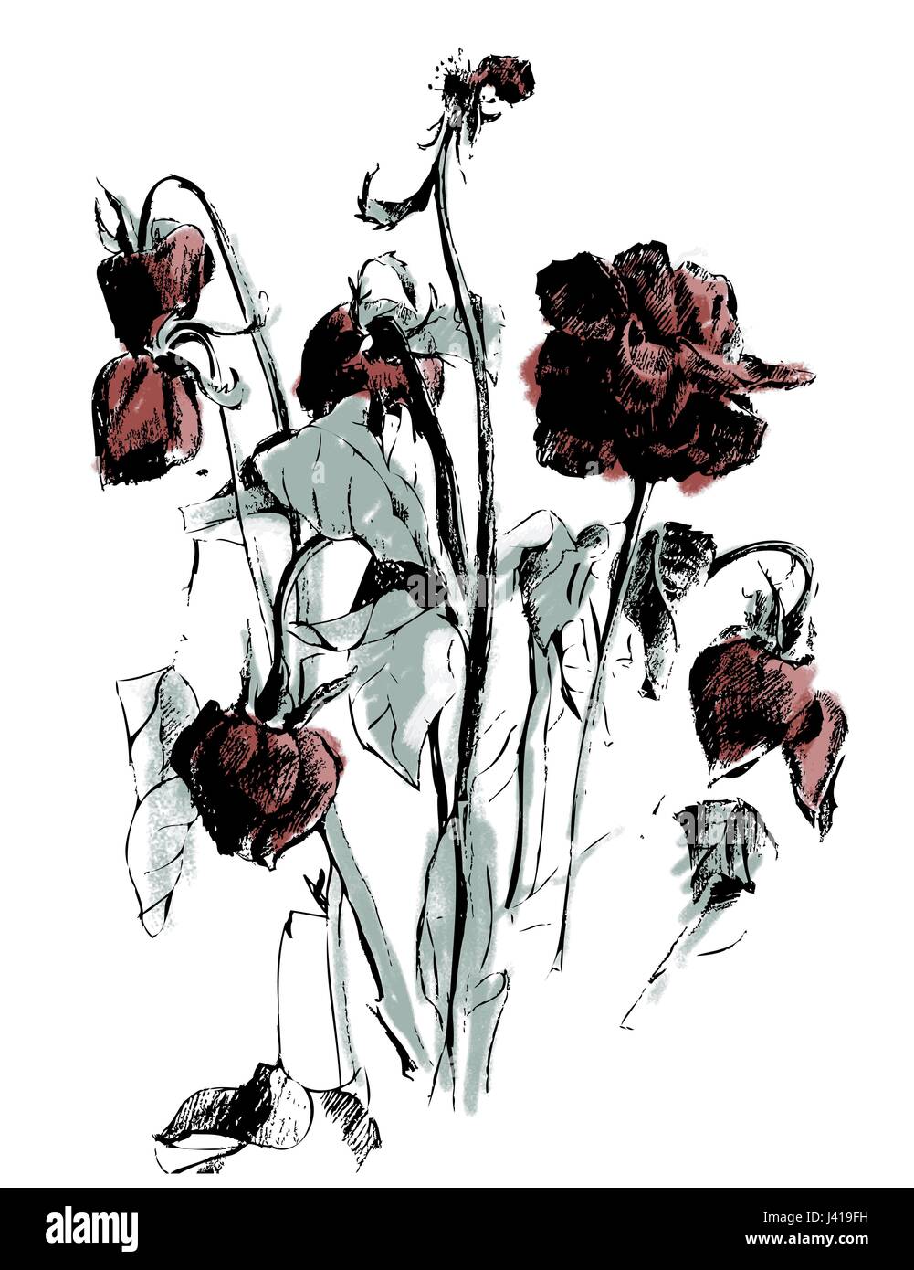 Rose rouge fanée Banque d'images vectorielles - Alamy